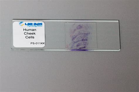 Prepared Microscope Slide Human Cheek Cells Lab Aids