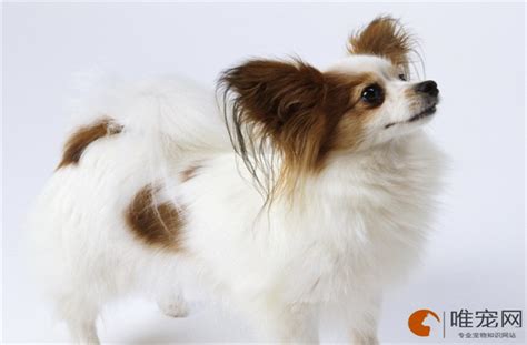 杭州可以养蝴蝶犬吗 唯宠网
