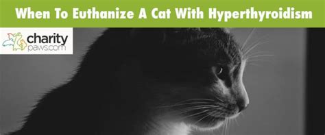 When To Euthanize A Cat With Hyperthyroidism Our Opinion