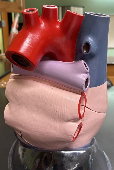 Circulatory System Large Human Heart Model Posterior View No Functions Diagram Quizlet