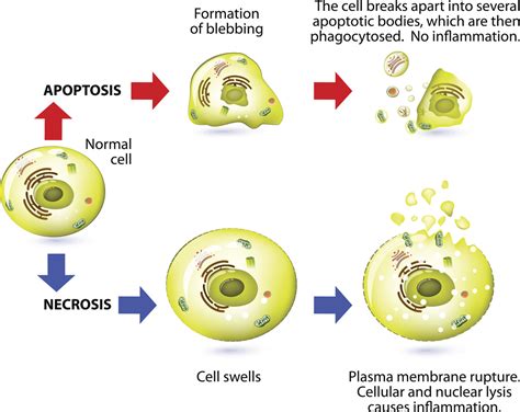 Apoptosis Human Immunodeficiency Virus 1 Hiv 1 Mediated Apoptosis