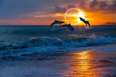 Dolphin Sea Sunset