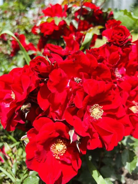 ვარდის სახლი House Of Rose Home