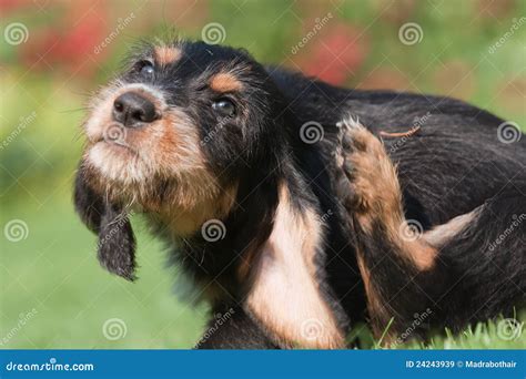 Puppy Scratching Itself Behind The Ear Stock Image Image Of Animal