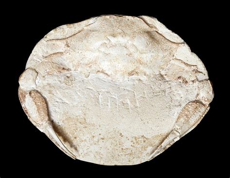 Crab Fossil Photograph By Pascal Goetgheluck Science Photo Library Fine Art America