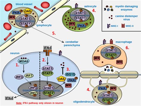 Ijms Free Full Text Interferon Stimulated Genes—mediators Of The