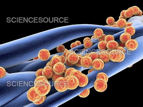 Staphylococcus Aureus Mrsa Bacteria Stock Image Science Source Images
