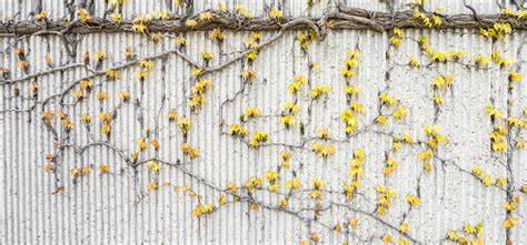 How To Choose The Right House Cladding For Your Home Service Com Au