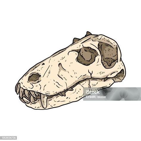 육식 성 디노세팔리아 화석 두개골 손으로 그린 이미지 육식 르 파충류 공룡 화석 그림 그림 벡터 스톡 개요 실루엣 고대의에 대한 스톡 벡터 아트 및 기타 이미지 Istock