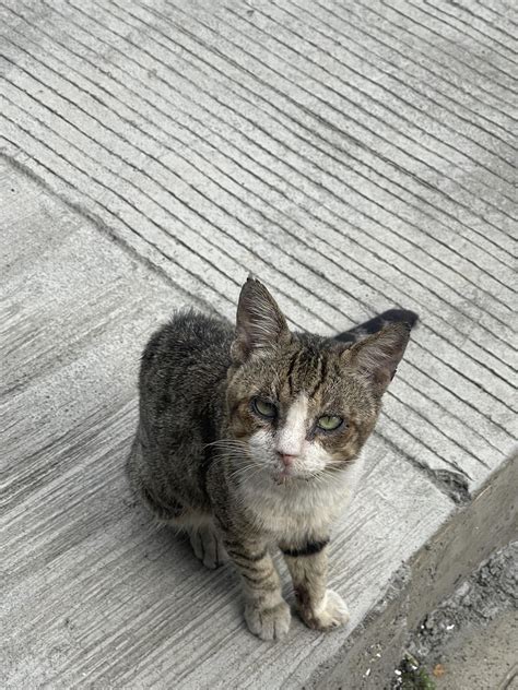 Grumpy Looking Stray Cat 😍 Rcatpics