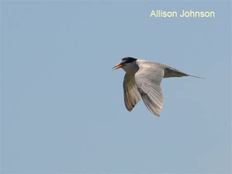 Tern And Plover Conservation Partnership Nebraska