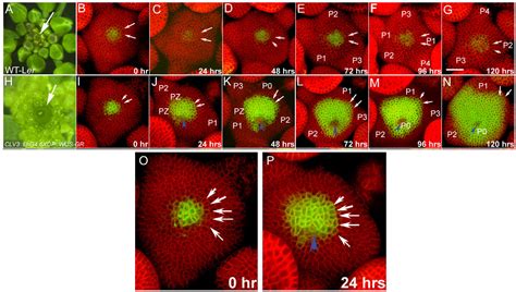 Figure 3 From Development And Stem Cells Research Article Semantic