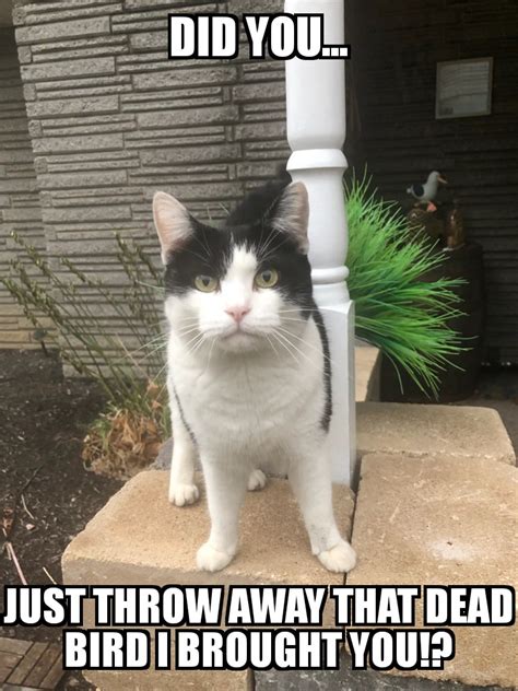 Stare Cat Meme