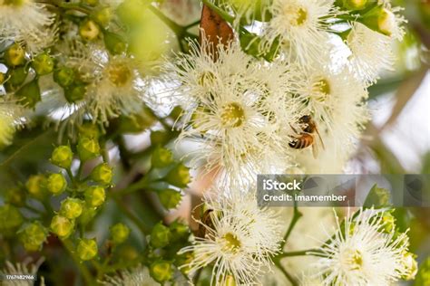 꿀벌 수분 흰색 유칼립투스 꽃과 새싹 복사 공간이 있는 배경 0명에 대한 스톡 사진 및 기타 이미지 0명 관목 꽃 나무 Istock