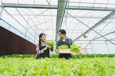 아시아 농업 부부는 채소를 따고 유기농 온실 농장에서 일하는 나무 상자를 들고 있다 수경 재배 2명에 대한 스톡 사진 및 기타 이미지 Istock