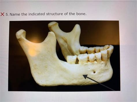 Pdbio 210 Lab Final Part 2 Flashcards Quizlet