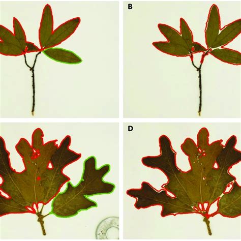 Pdf Leafmachine Using Machine Learning To Automate Leaf Trait