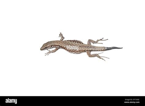 Detailed Scale Patterns Cut Out Stock Images And Pictures Alamy