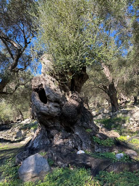 Vanessa W On Linkedin Linkedin Health Happiness Greece Corfu Newgrowth