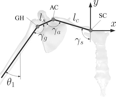 Joint Angles Of The Human Shoulder Download Scientific Diagram