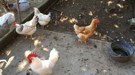 Project 3 Object Detection Dataset And Pre Trained Model By Project Workspace 3