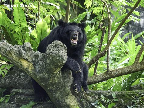 臺北市立動物園 新聞稿 動物園邀您春季觀星 守護環境為黑熊點燈