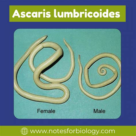 Ascaris Lumbricoides Male And Female