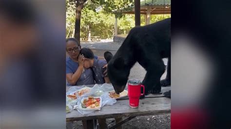 Un ours interrompt le pique nique d une famille la mère protège son fils