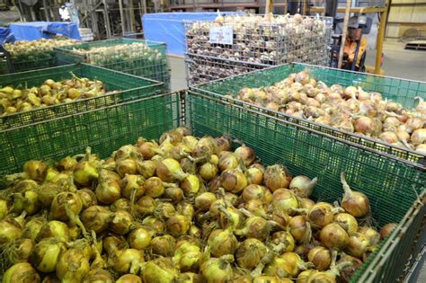 岐阜県JAグループ 公式サイト お知らせ JAにしみの管内で業務加工用タマネギの産地化が進んでいます