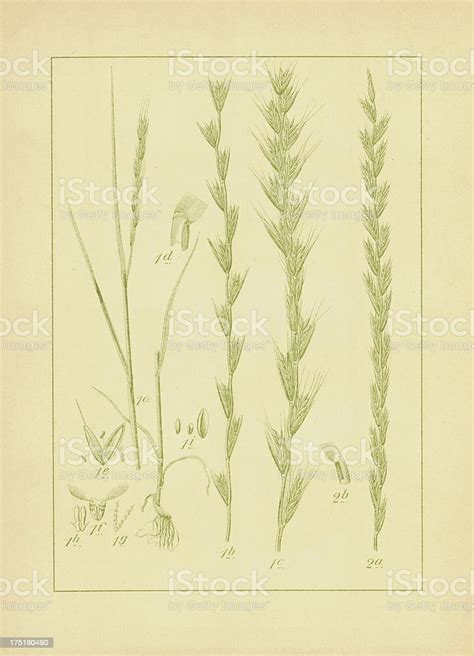 Darnel And Italian Ryegrass Antique Flower Illustrations Stock