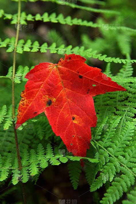 近距离观察绿色蕨类植物上孤独的秋天枫叶素材 花瓣网