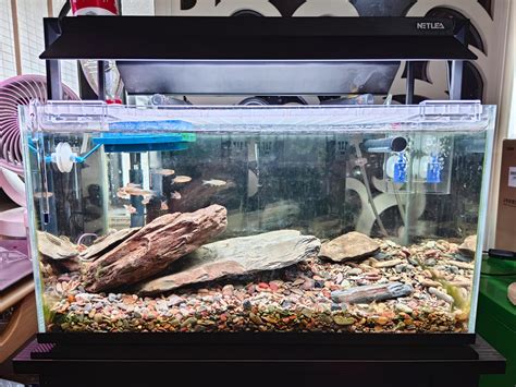 记录我的小米鱼缸分享一个水族新手入坑的心路历程 知乎
