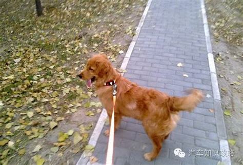 开车撞到狗了！该咋办？搜狐汽车搜狐网