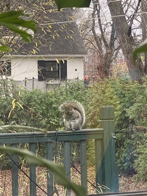 Quintuple Chin R Fatsquirrelhate