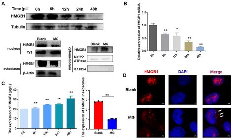Extracellular Hmgb1 As Inflammatory Mediator In The Progression Of Mycoplasma Gallisepticum