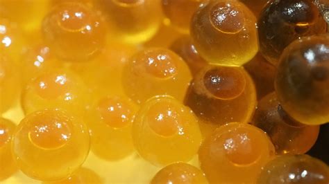 일본식 음식에 밥 그릇이나 돈부리를 곁들인 사시미 연어 알을 닫습니다 신선한 생 붉은 연어 알 또는 일본 붉은 캐비어 연어알은 간장에 밥에 절인 요리 일본의 맹렬한 연어