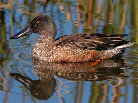 Northern Shoveler Ebird