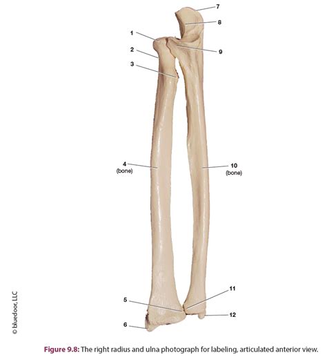 Appendicular Skeleton Radius And Ulna Diagram Quizlet