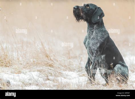 German Wirehaired Pointer Hi Res Stock Photography And Images Alamy