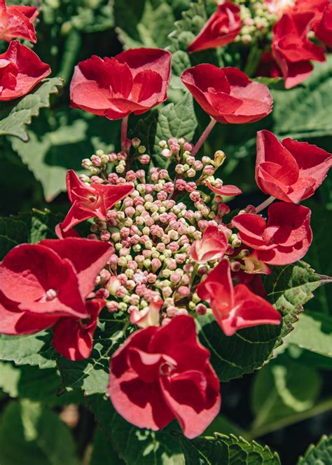 Hydrangea Macrophylla Cherry Explosion 5l Burford Garden Co