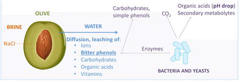 Schematic Representation Of Mass Transfer Related To Osmotic Download Scientific Diagram