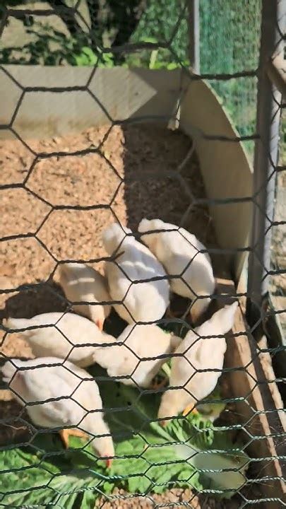 병아리 키우는모습 Youtube