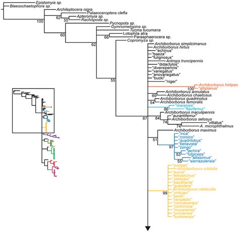 Bayesian Analysis Of Morphological Dataset Numbers Beneath Nodes Are