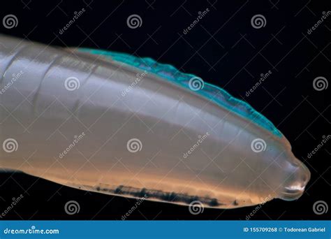 Toxocara Canis Second Stage Larvae Hatch From Eggs Stock Image 113443399