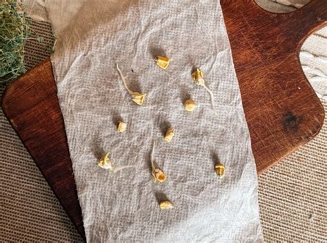 How To Test Seed Viability At Home