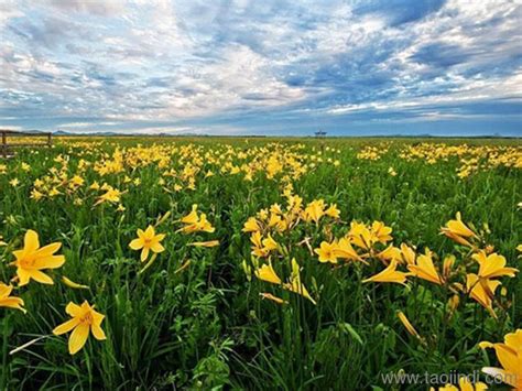 沽源黄花菜 张家口特产沽源黄花菜专题 淘金地农业网