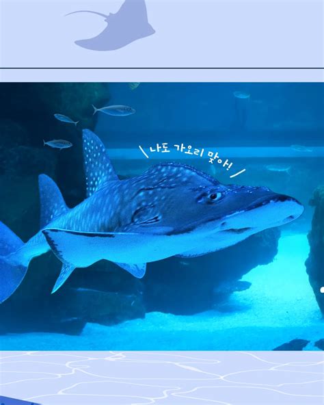 롯데월드 아쿠아리움 ⠀ 본격적인 더위가 시작되는 6월 이달의 생물은🌷 ⠀ 6월의 주인공은 바로 니모로 유명한 물고기 흰동가리🐟 ⠀ 체구는 작지만 화려한