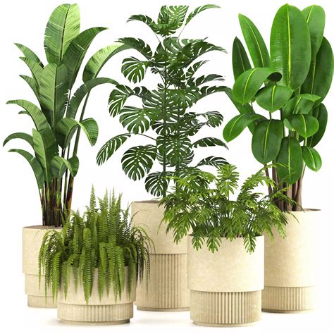 Indoor Plant Set021 3d Model Cgtrader