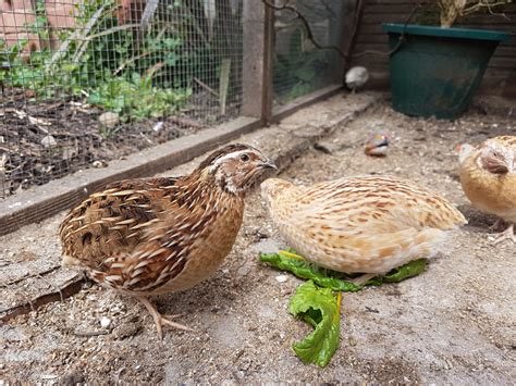 Coturnix Quail Sexing Males And Females — Brimwood Farm