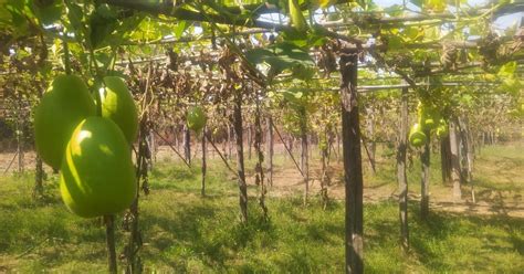 ဆည်တွင်းကျေးရွာတွင် တစ်နိုင်တစ်ပိုင် စိုက်ပျိုးထားသောဘူးပင်များ အောင်မြင်ဖြစ်ထွန်း၍ မိသားစု